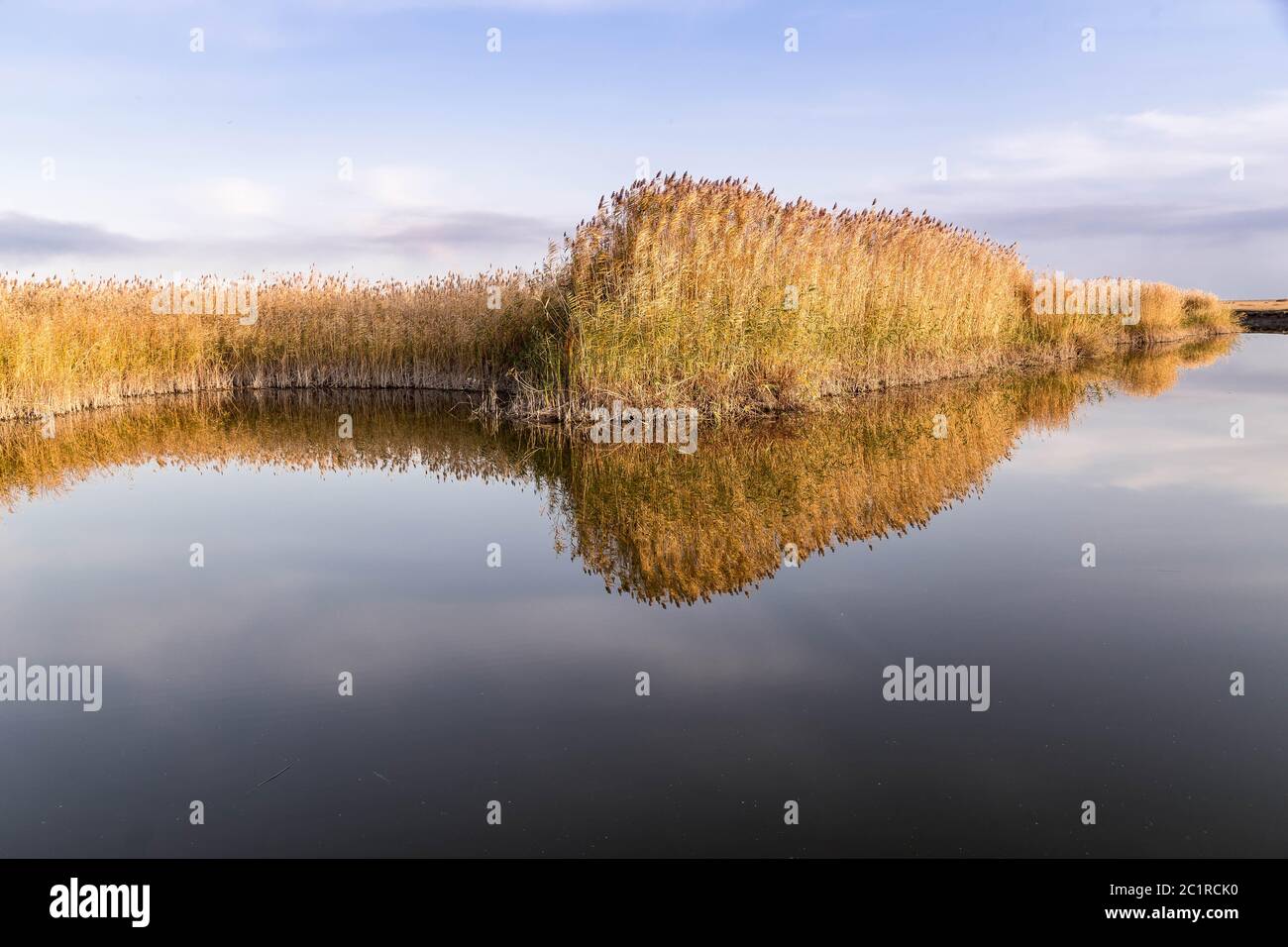 A beautiful river with reed on its shore and its reflection on the ...