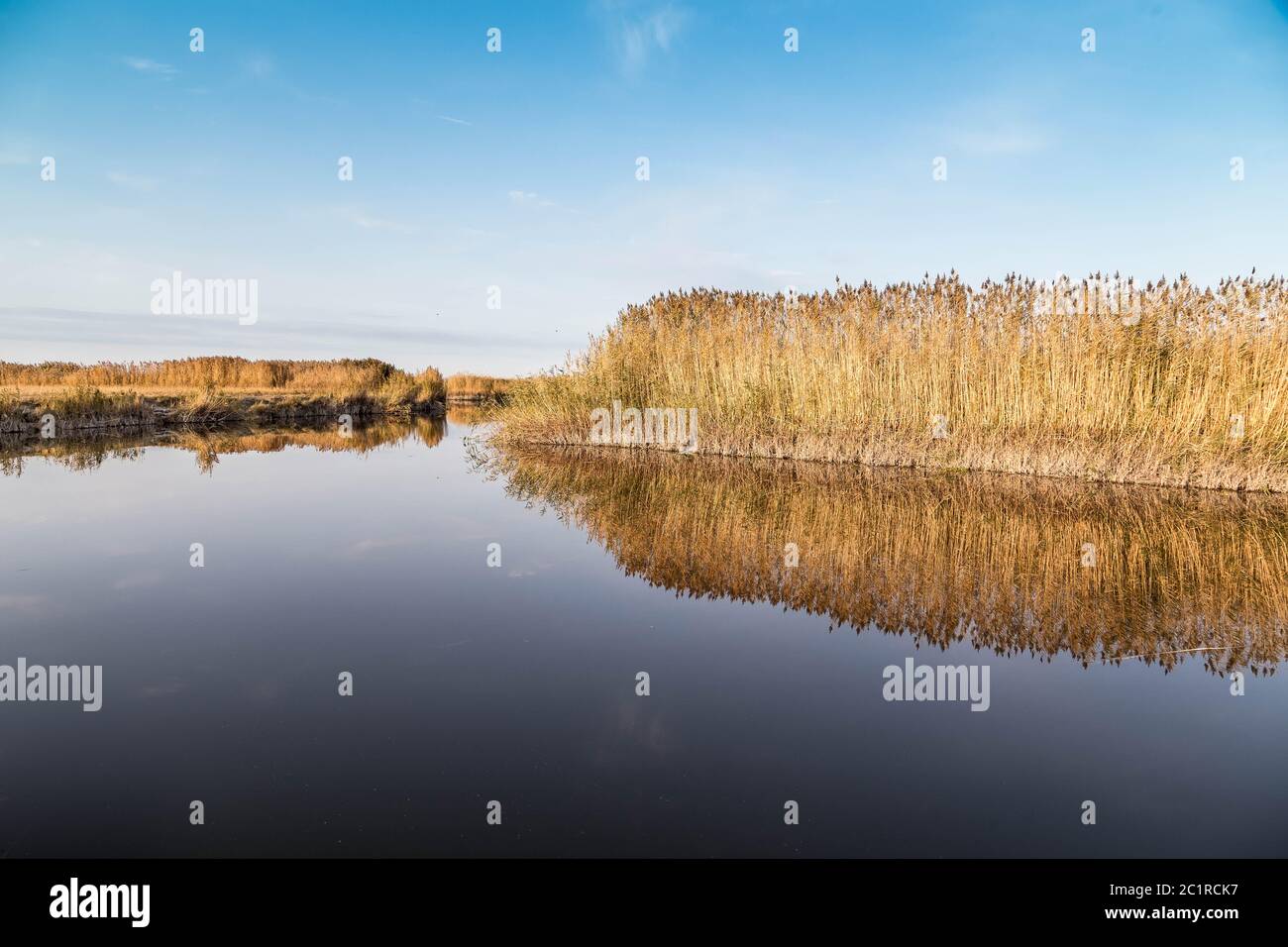 A beautiful river with reed on its shore and its reflection on the ...