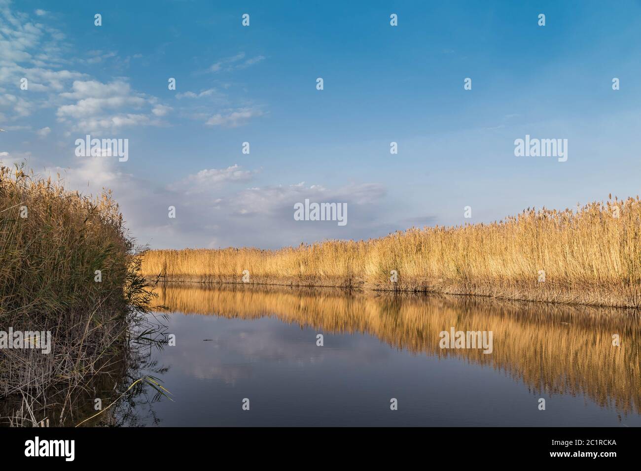 A beautiful river with reed on its shore and its reflection on the ...