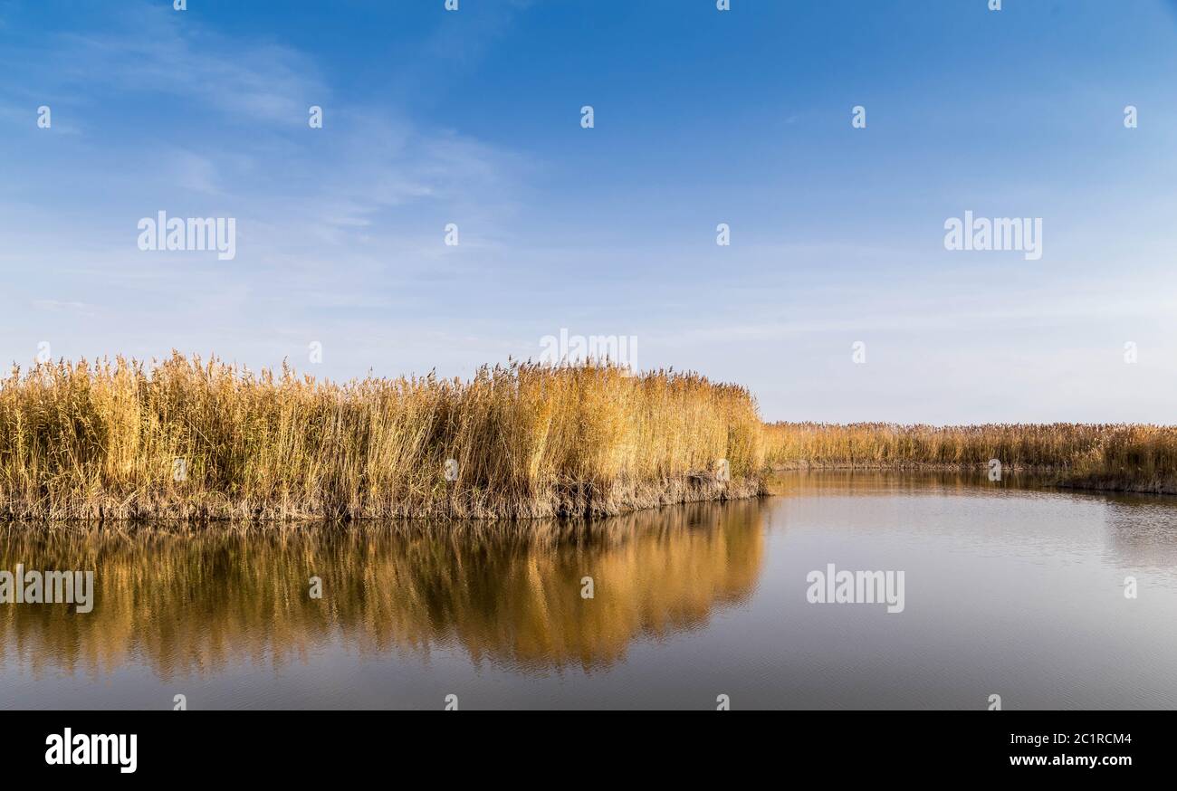 A beautiful river with reed on its shore and its reflection on the ...