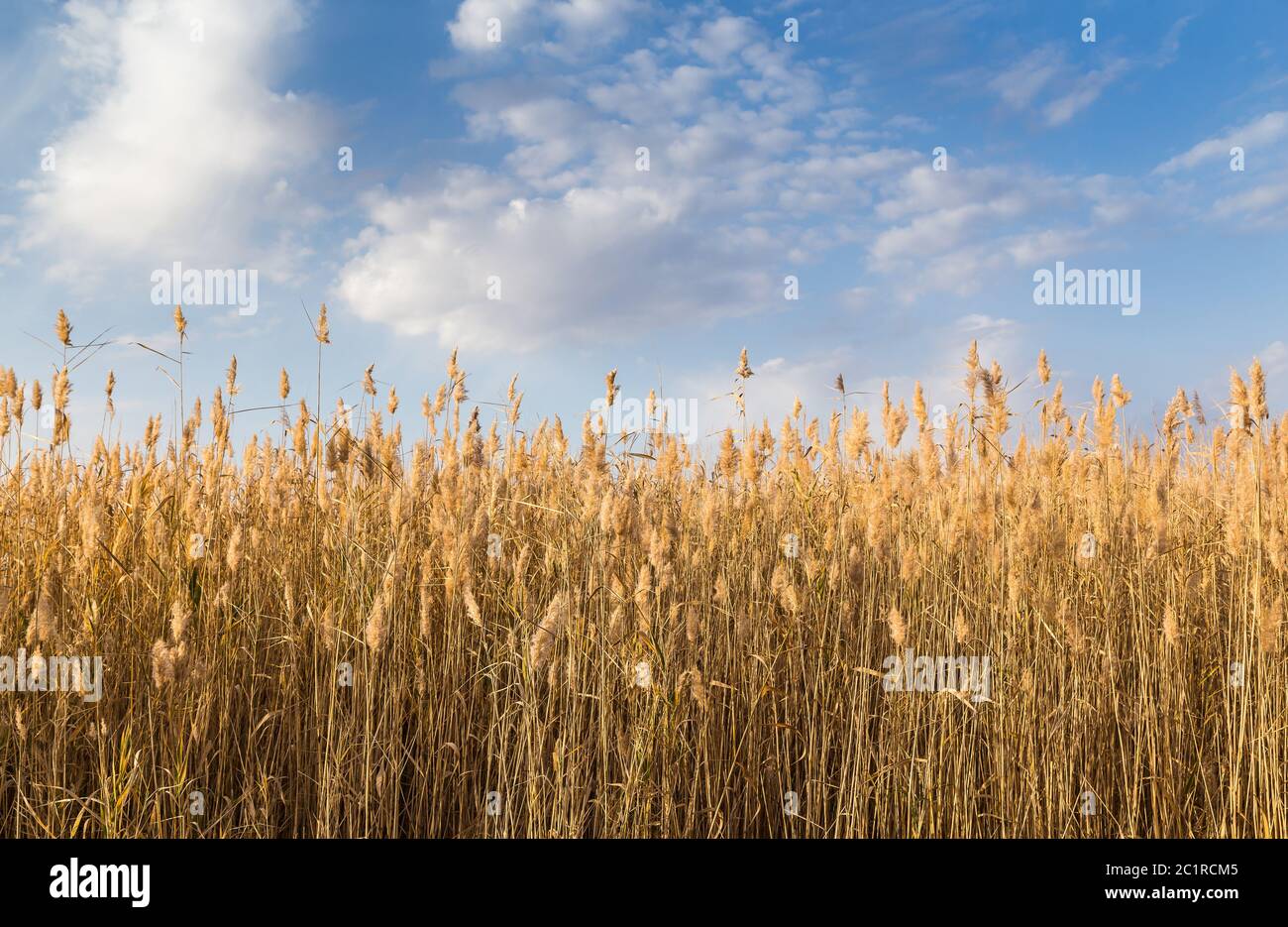 High reed in front of a blue sky and white clouds Stock Photo - Alamy