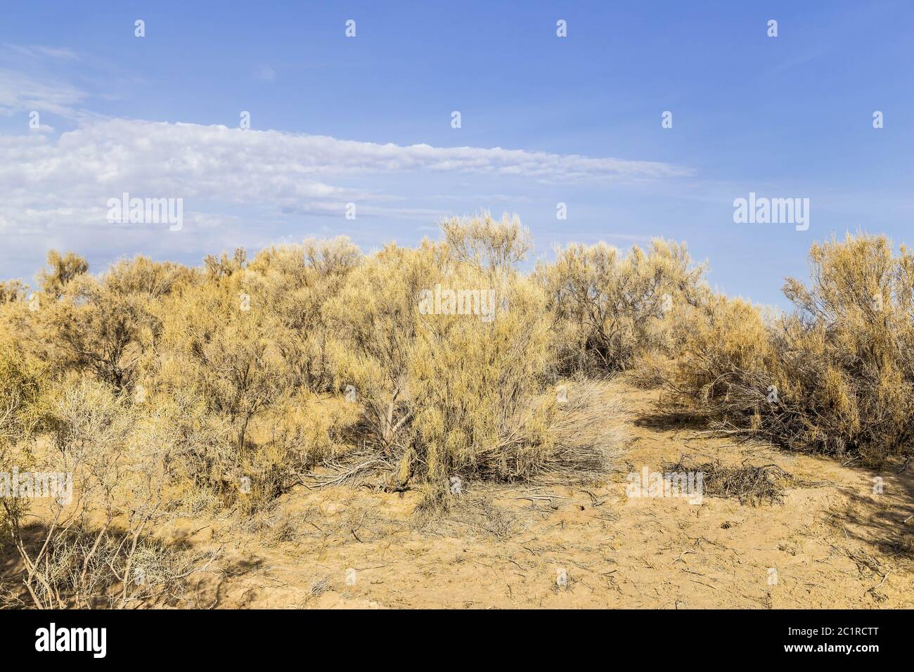 Haloxylon - Saxaul trees and bushes in a kazakh desert Stock Photo - Alamy