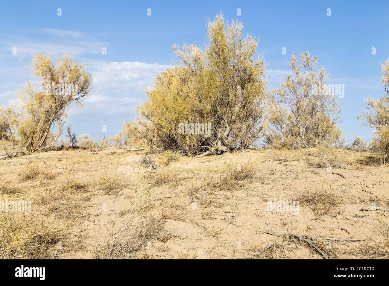 Haloxylon - Saxaul trees and bushes in a kazakh desert Stock Photo - Alamy