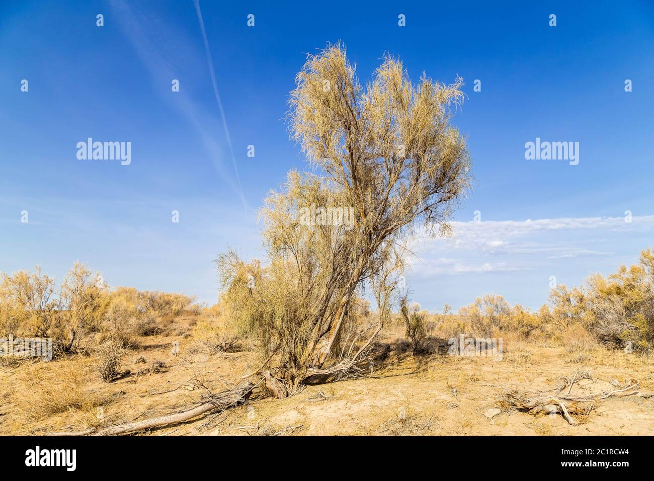 Haloxylon - Saxaul trees and bushes in a kazakh desert Stock Photo - Alamy