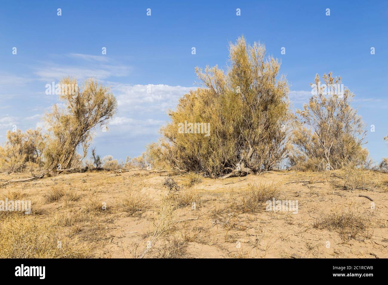 Haloxylon - Saxaul trees and bushes in a kazakh desert Stock Photo - Alamy