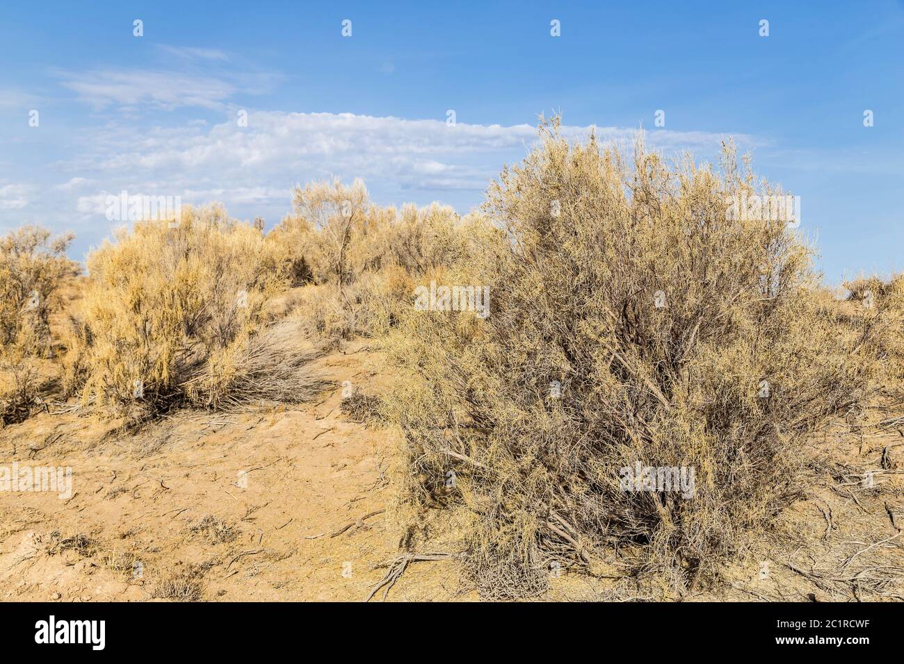 Haloxylon - Saxaul trees and bushes in a kazakh desert Stock Photo - Alamy