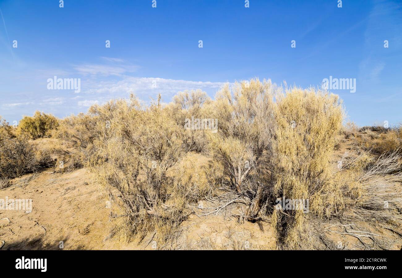 Haloxylon - Saxaul trees and bushes in a kazakh desert Stock Photo - Alamy