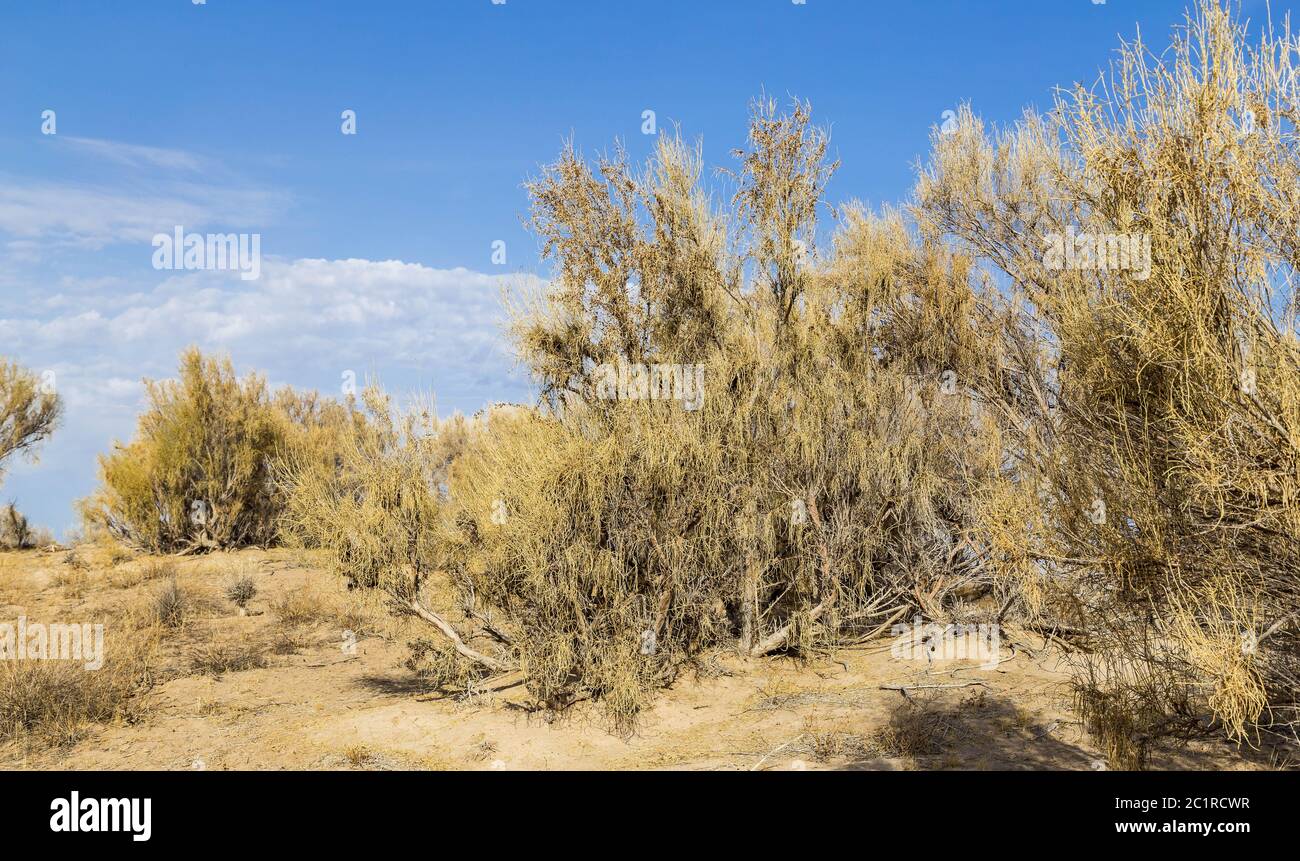 Haloxylon - Saxaul trees and bushes in a kazakh desert Stock Photo - Alamy