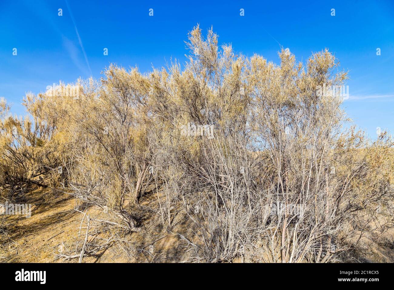 Haloxylon - Saxaul trees and bushes in a kazakh desert Stock Photo - Alamy