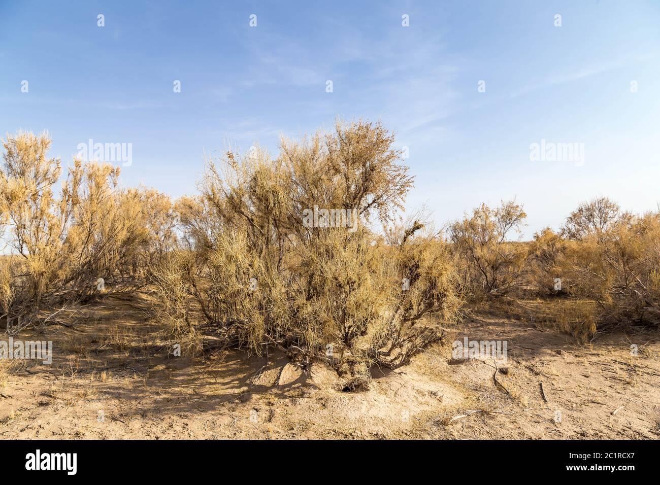 Haloxylon - Saxaul trees and bushes in a kazakh desert Stock Photo - Alamy