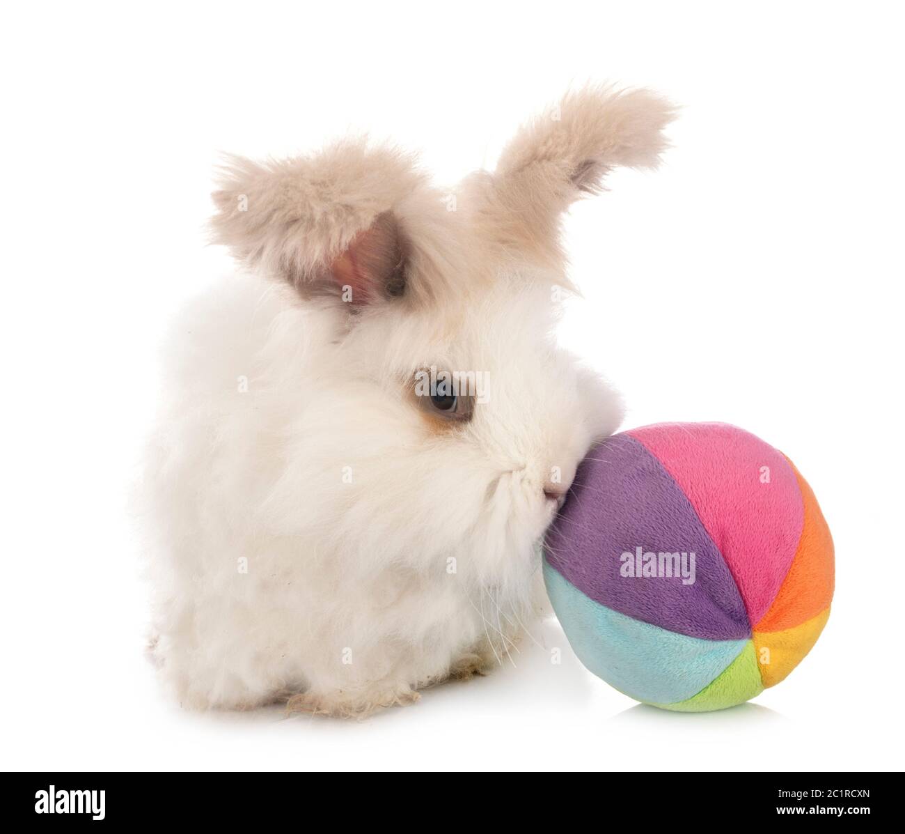 English Angora in front of white background Stock Photo - Alamy