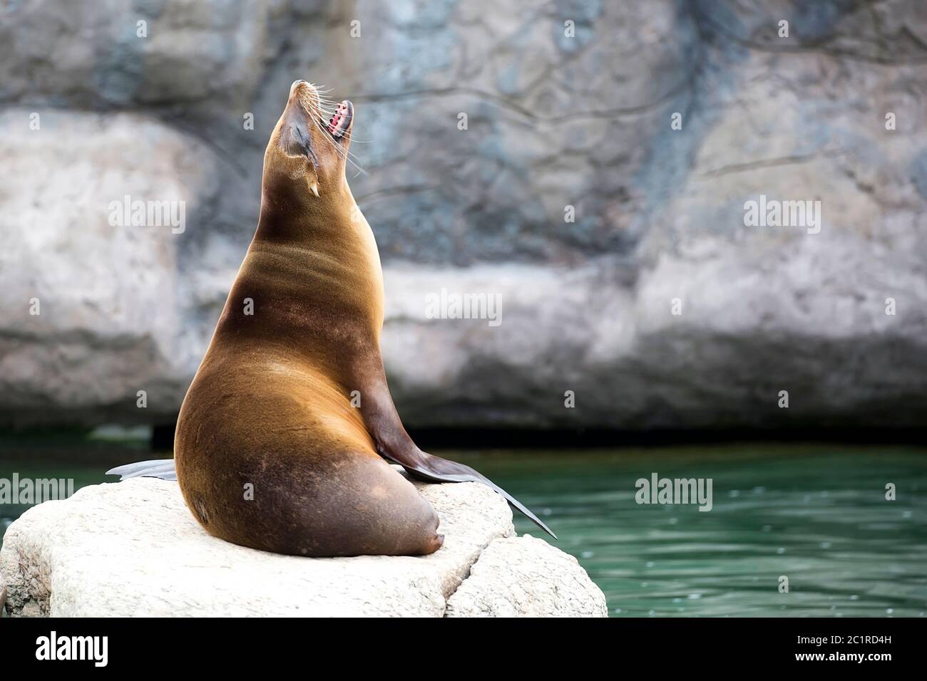 Seal on the stone Stock Photo - Alamy