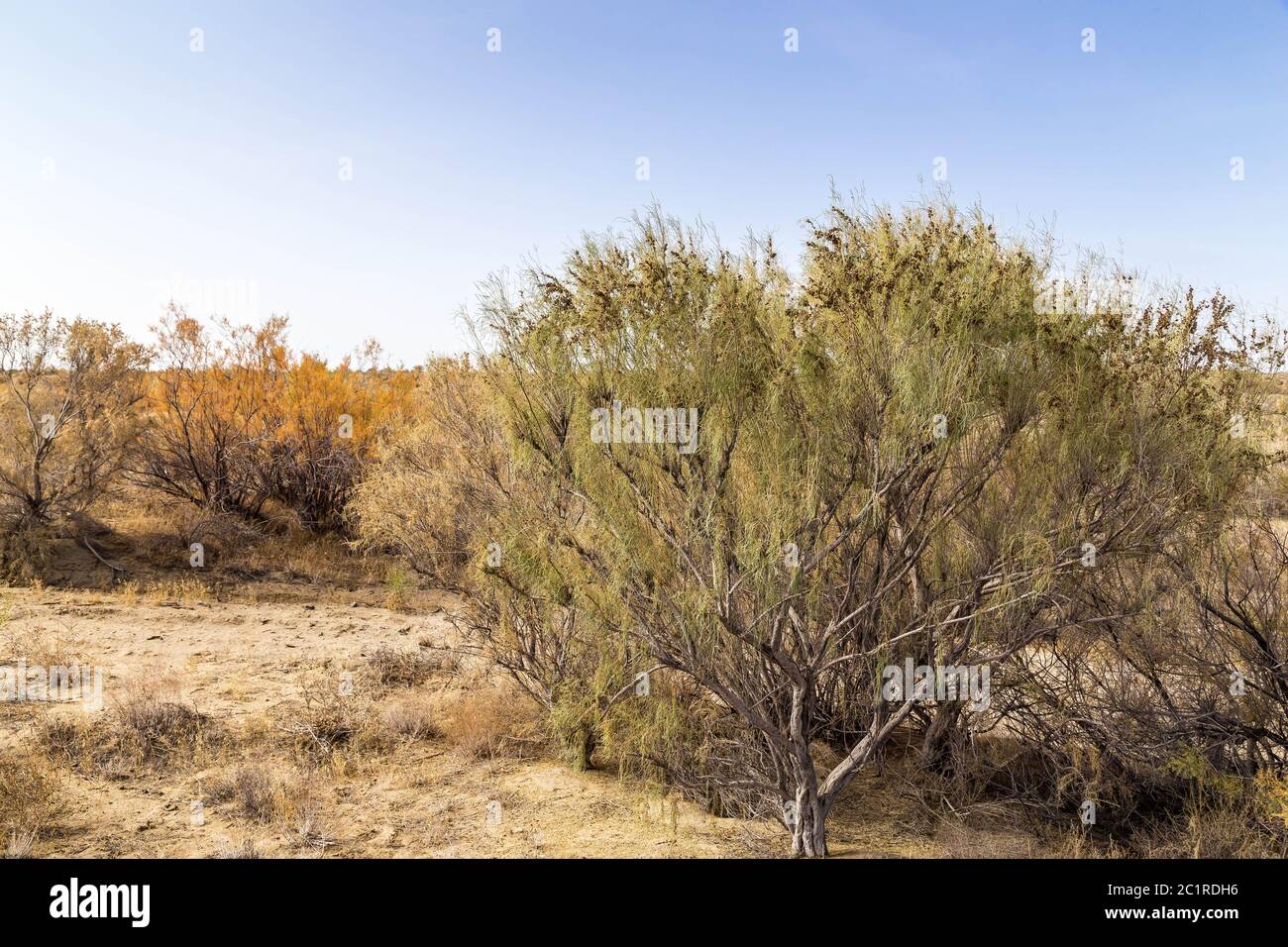 Haloxylon - Saxaul trees and bushes in a kazakh desert Stock Photo - Alamy