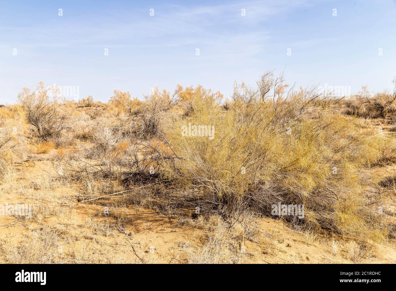 Haloxylon - Saxaul trees and bushes in a kazakh desert Stock Photo - Alamy