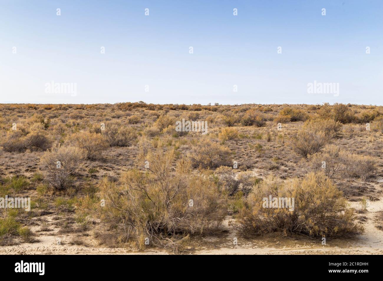 Haloxylon - Saxaul trees and bushes in a kazakh desert Stock Photo - Alamy