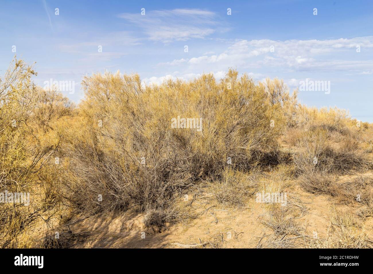 Haloxylon - Saxaul trees and bushes in a kazakh desert Stock Photo - Alamy