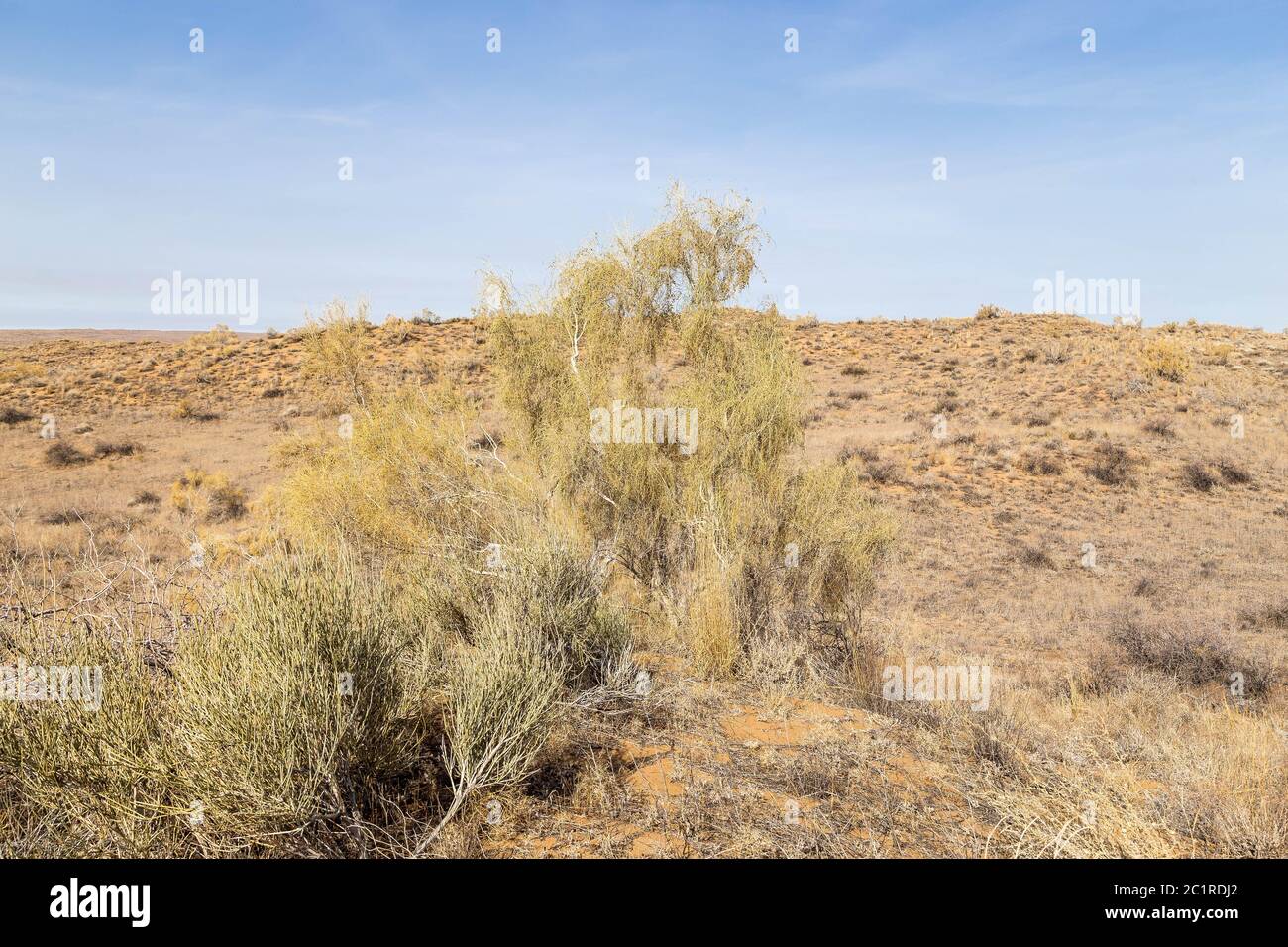 Haloxylon - Saxaul trees and bushes in a kazakh desert Stock Photo - Alamy