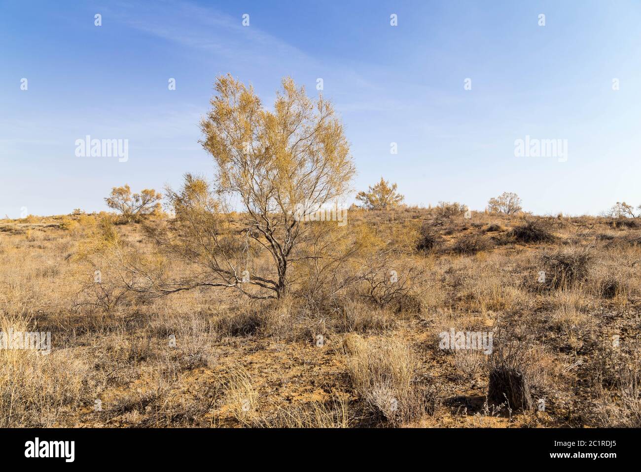 Haloxylon - Saxaul trees and bushes in a kazakh desert Stock Photo - Alamy