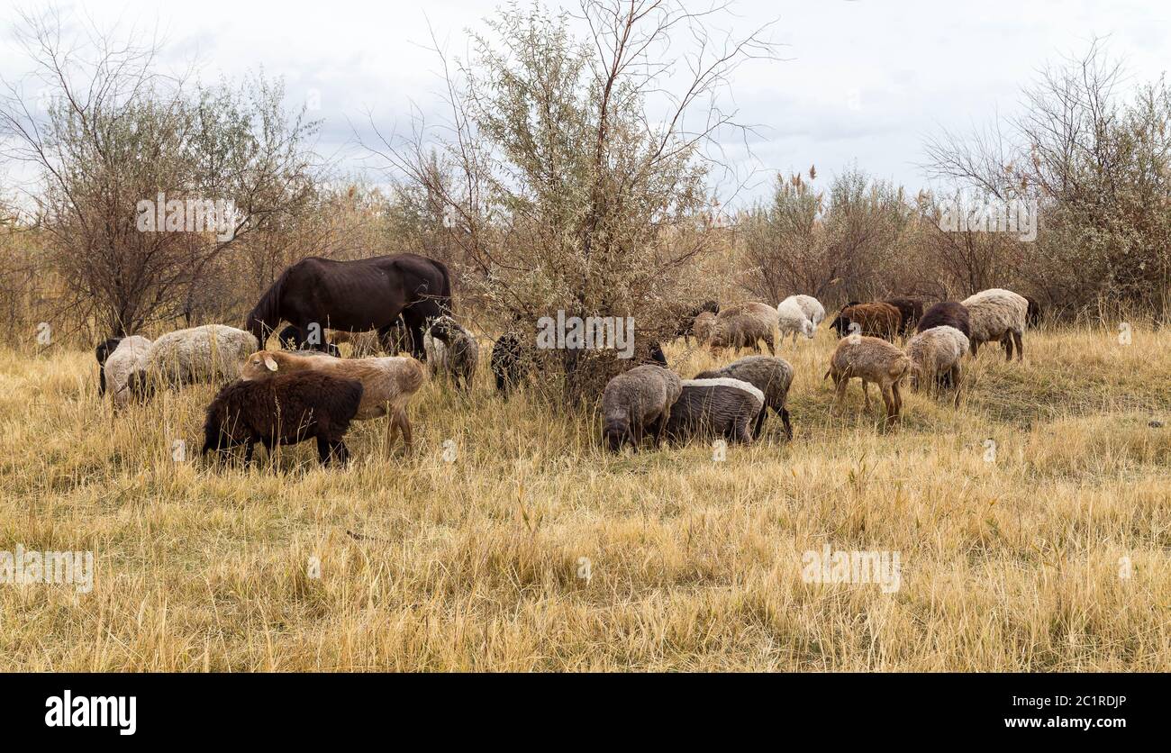 Flock of sheep grazing in the steppes of kazakhstan Stock Photo - Alamy
