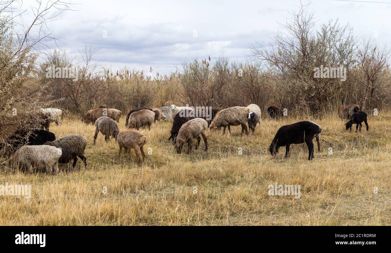 Flock of sheep grazing in the steppes of kazakhstan Stock Photo - Alamy