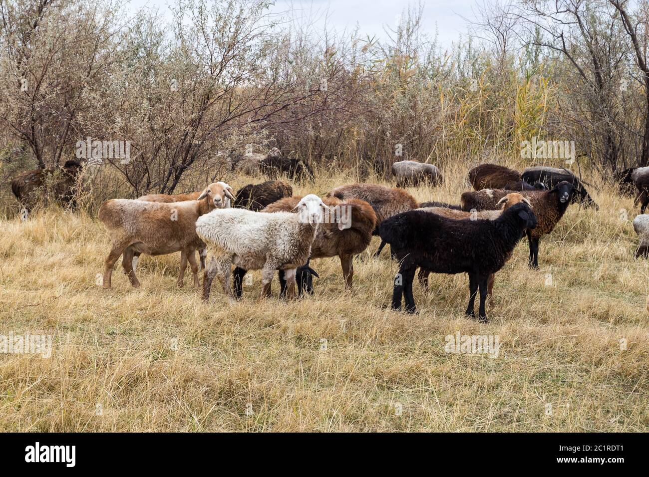 Flock of sheep grazing in the steppes of kazakhstan Stock Photo - Alamy