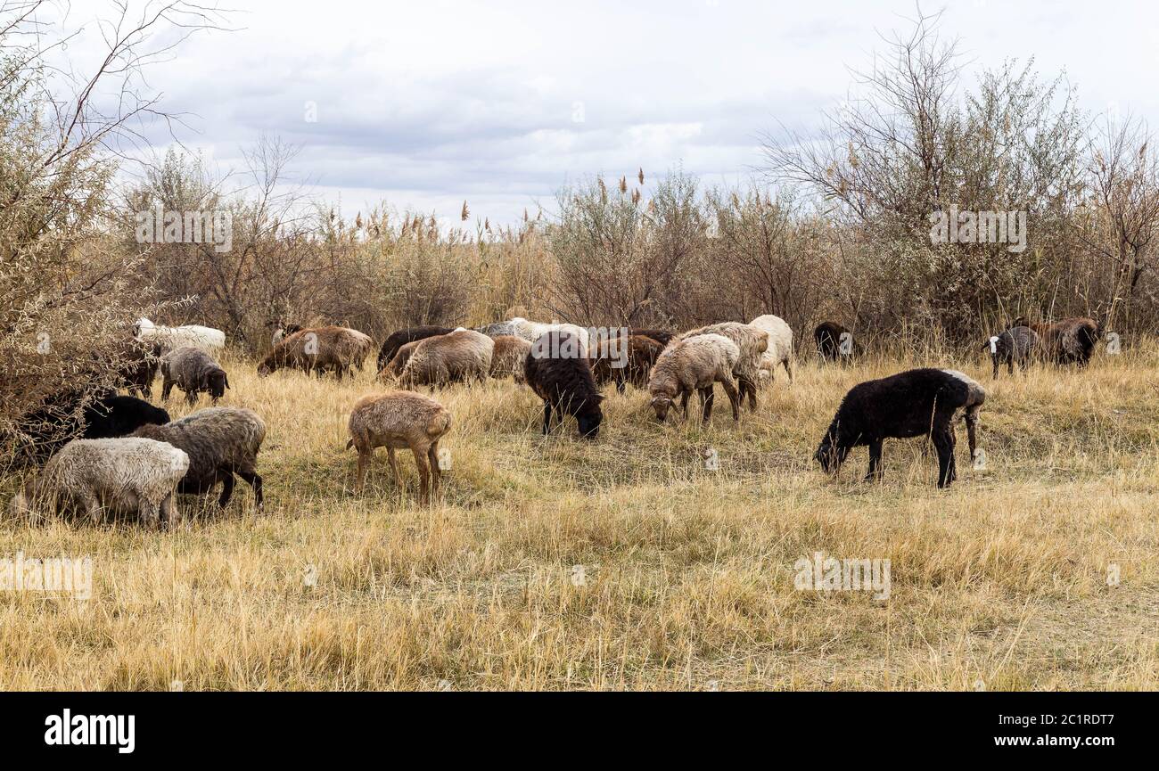 Flock of sheep grazing in the steppes of kazakhstan Stock Photo - Alamy