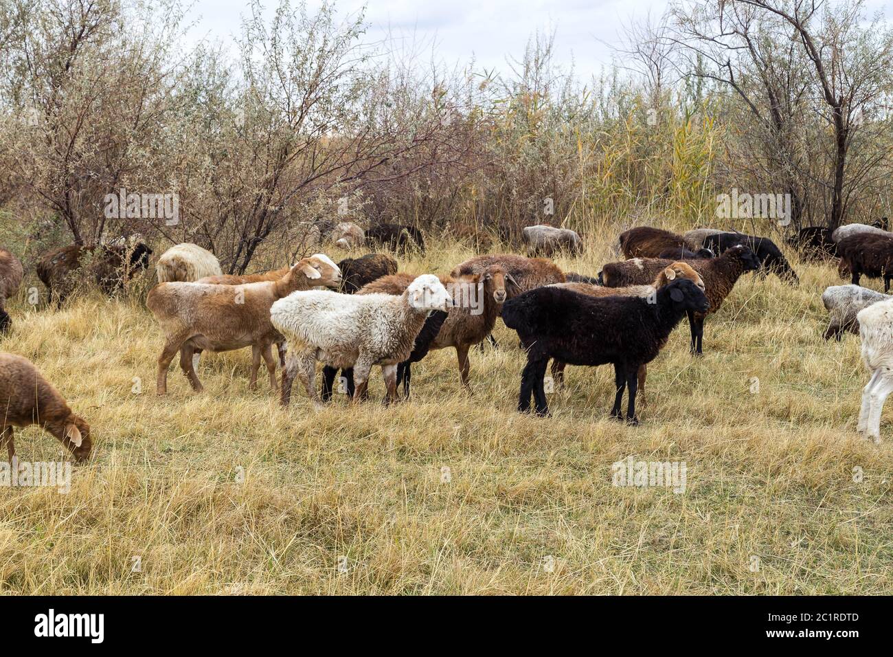 Flock of sheep grazing in the steppes of kazakhstan Stock Photo - Alamy