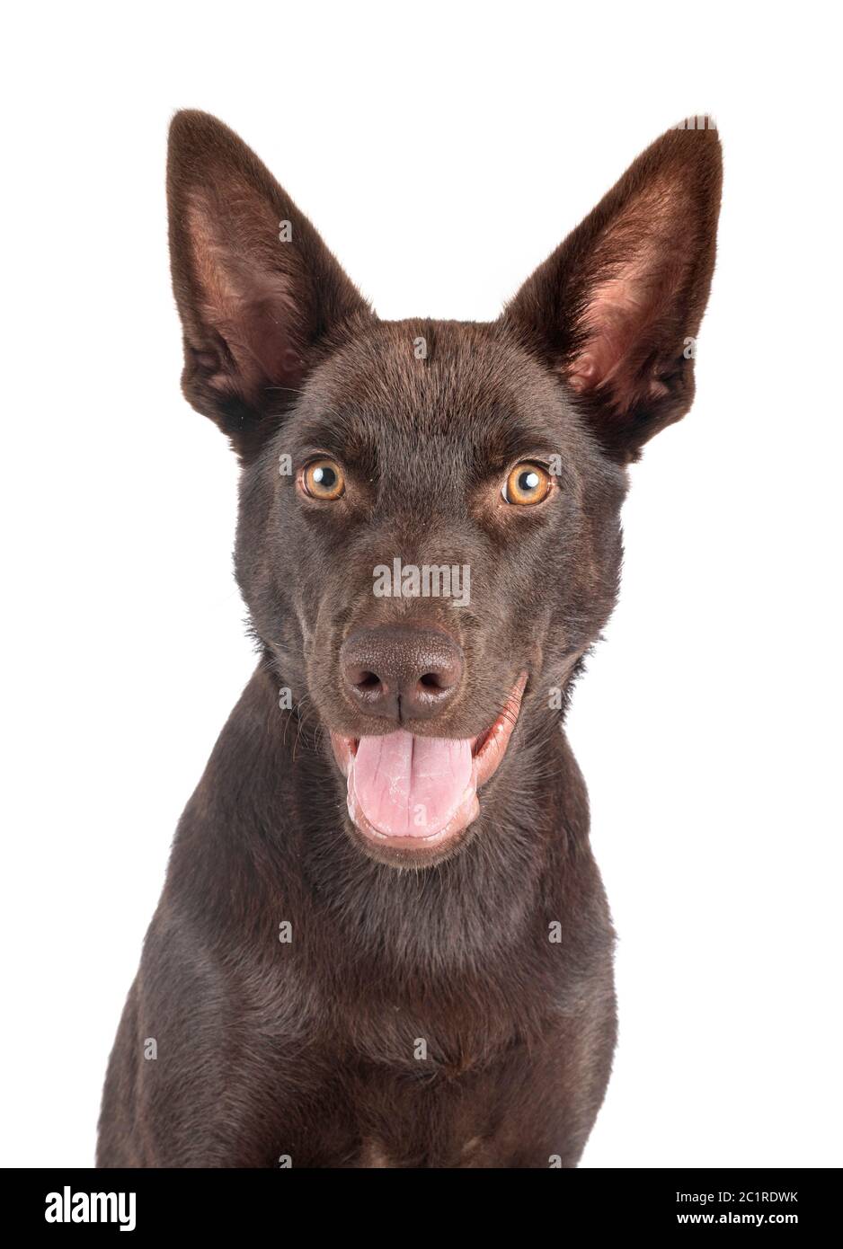 Australian Kelpie in front of white background Stock Photo - Alamy