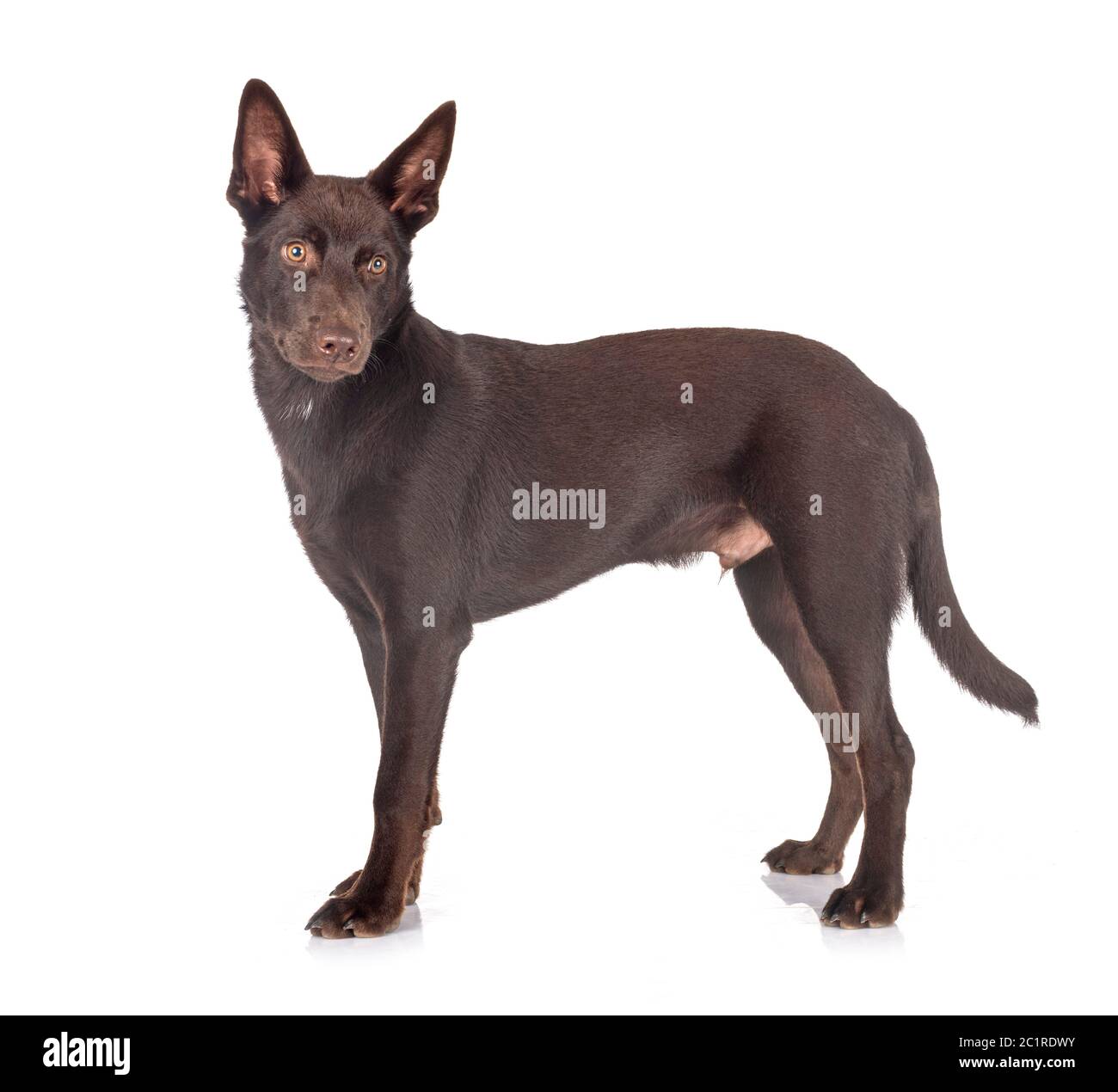 Australian Kelpie in front of white background Stock Photo - Alamy