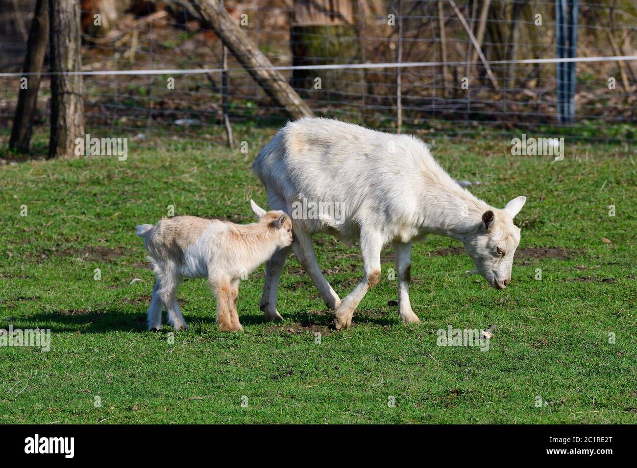 Pasture goats hi-res stock photography and images - Alamy