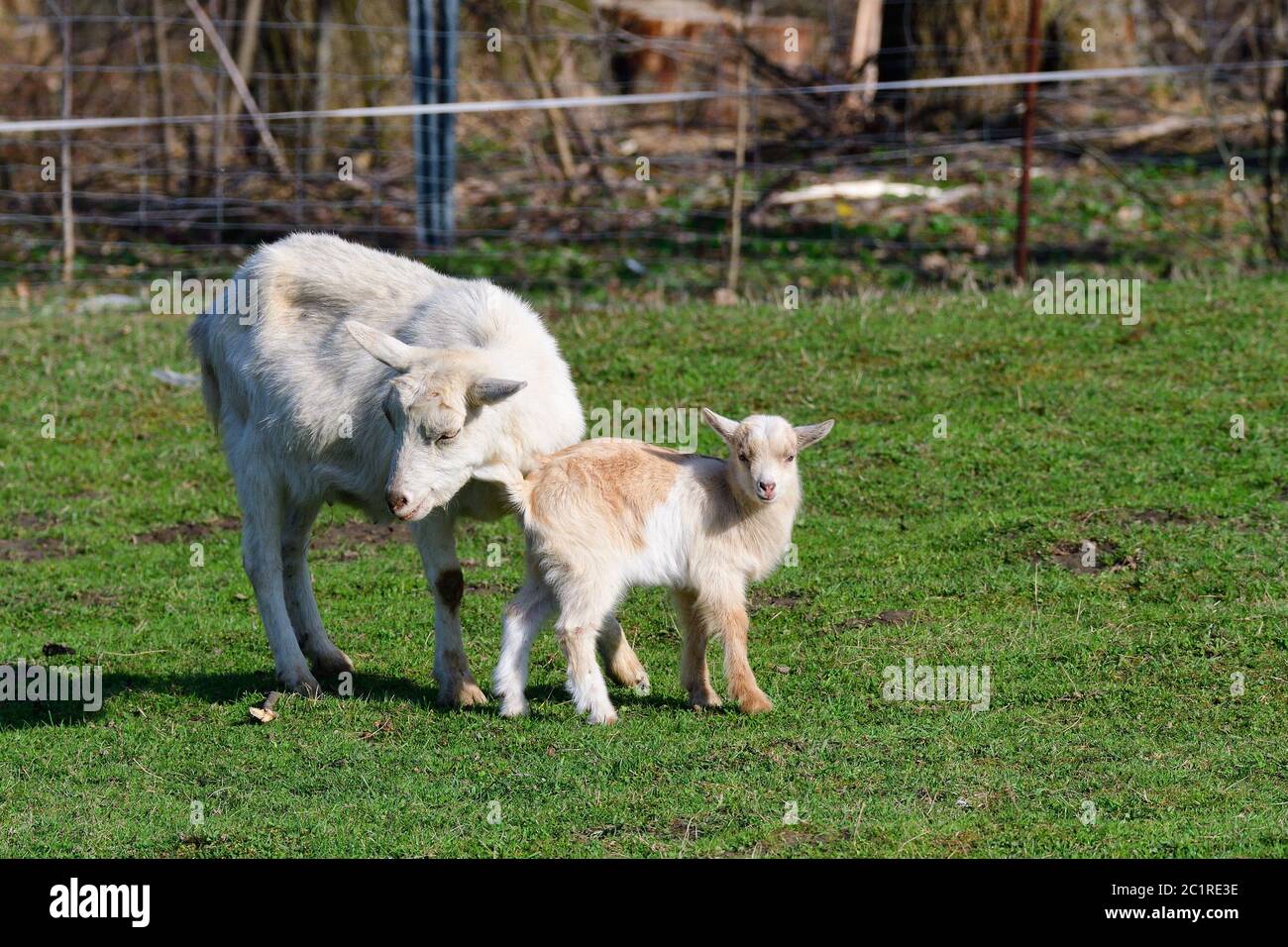 Baby goats mother goat farm hi-res stock photography and images - Alamy