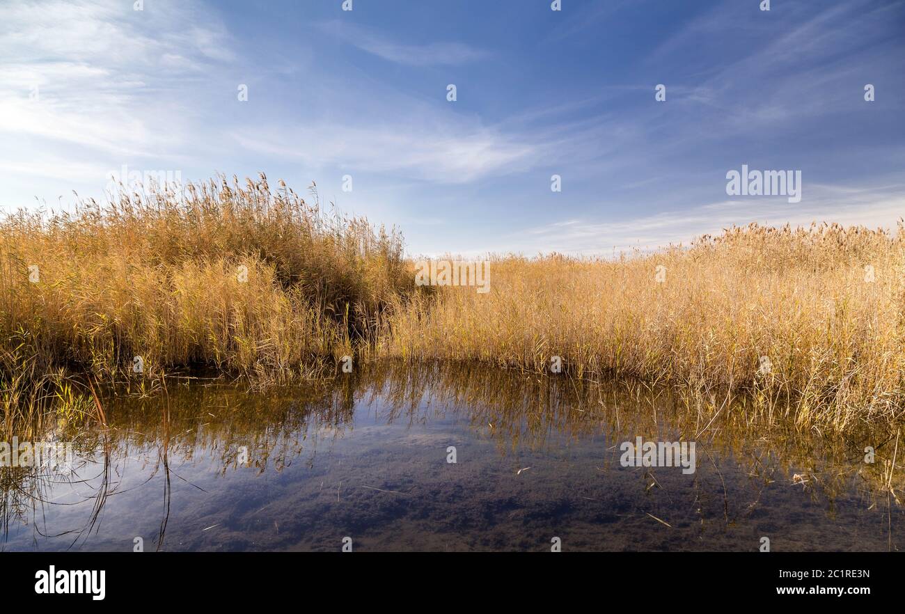 A beautiful river with reed on its shore and its reflection on the ...