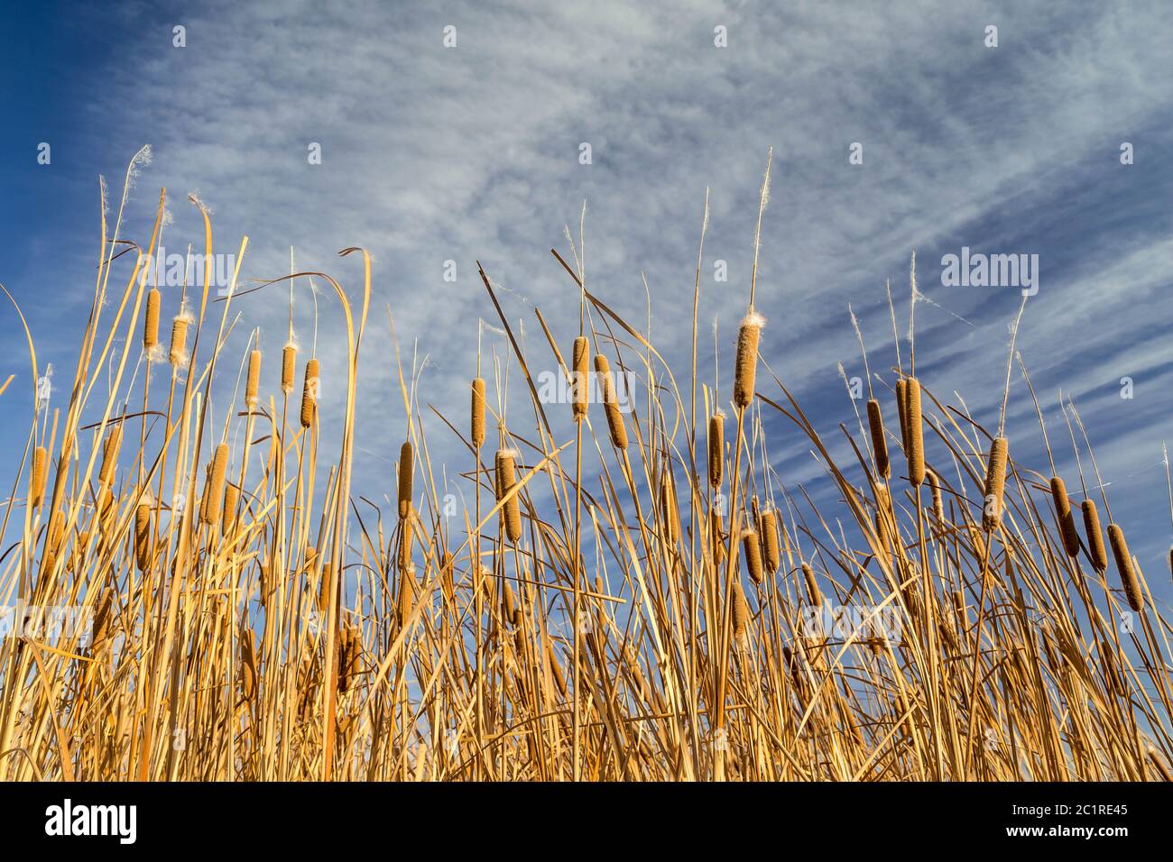 Beautiful bulrush in front of a blue sky and white clouds Stock Photo ...