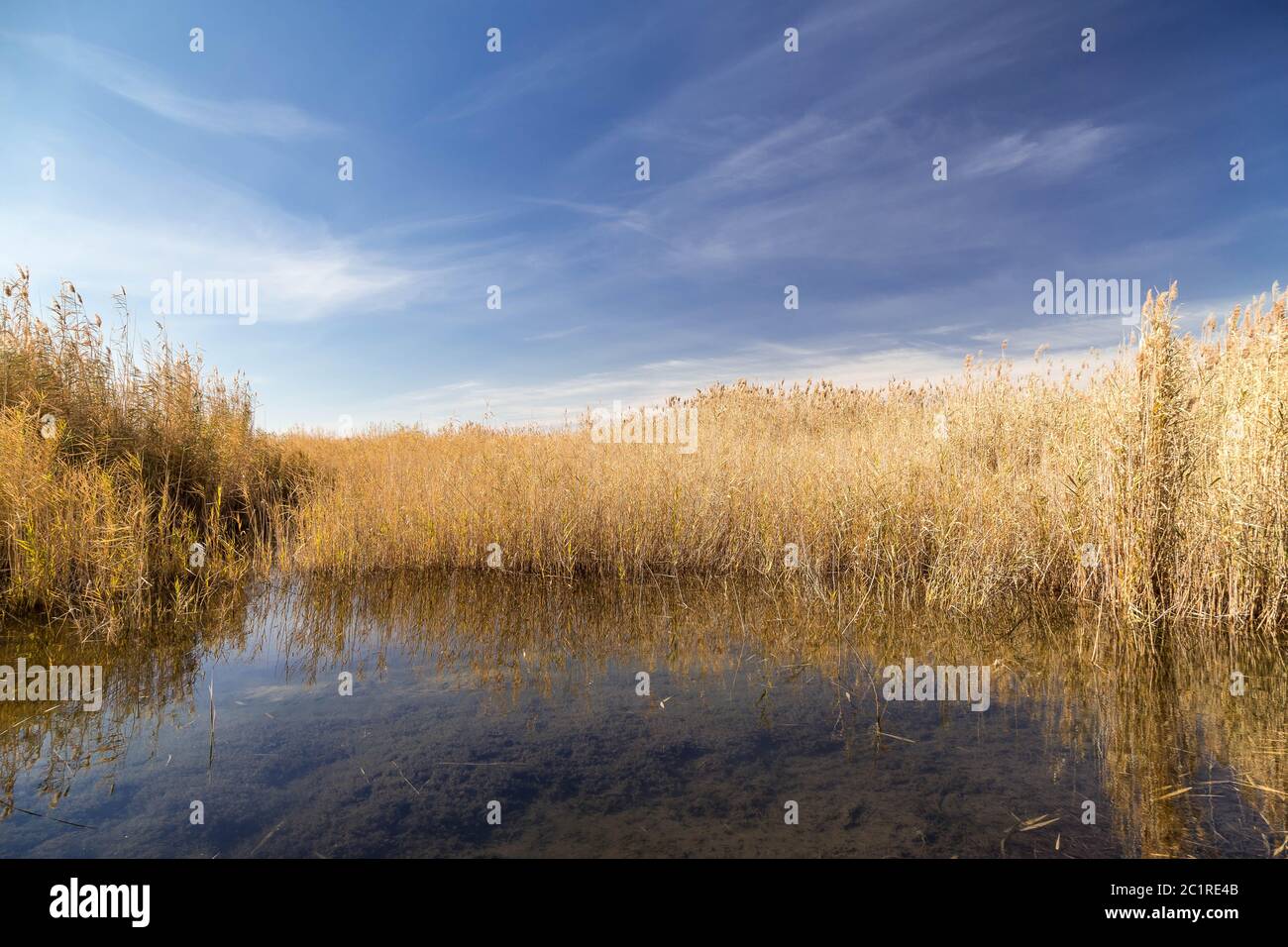 A beautiful river with reed on its shore and its reflection on the ...