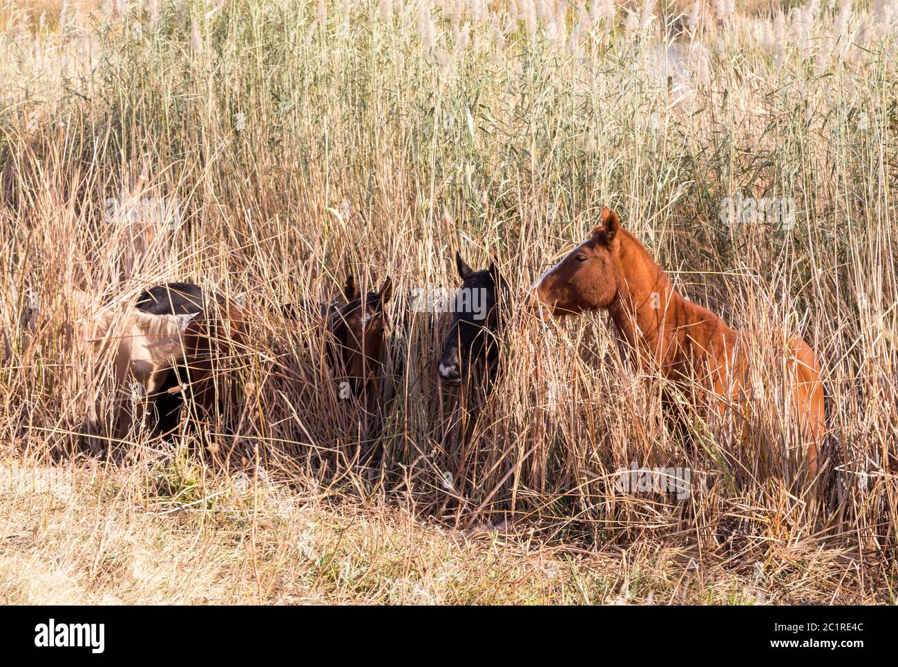 Wild horses hide in the reeds Stock Photo - Alamy