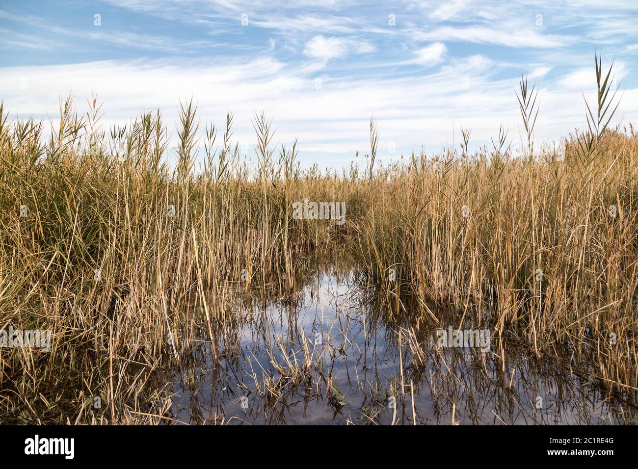 A beautiful river with reed on its shore and its reflection on the ...