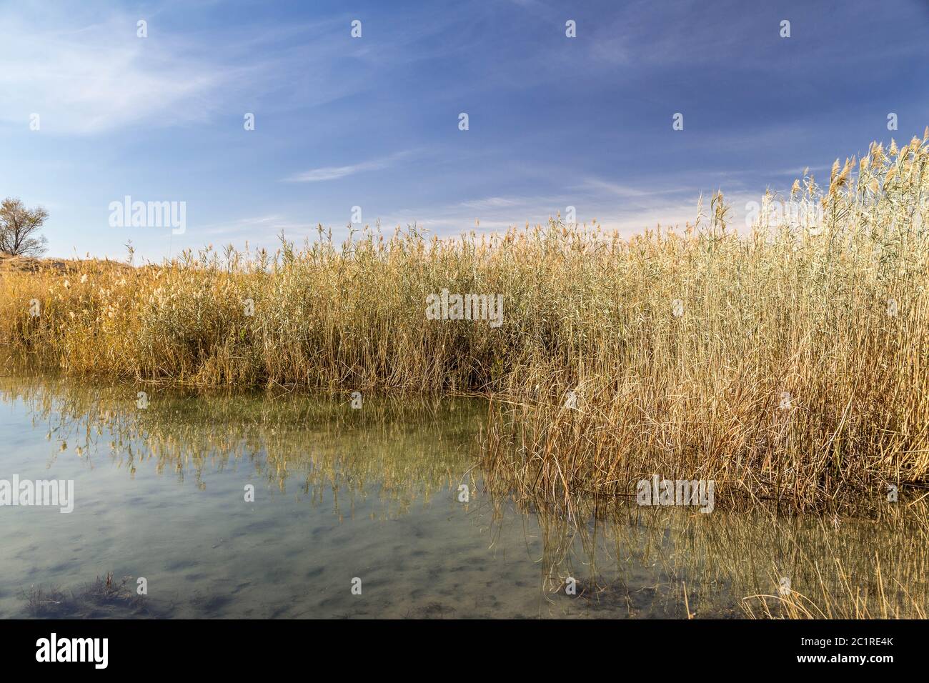 A beautiful river with reed on its shore and its reflection on the ...