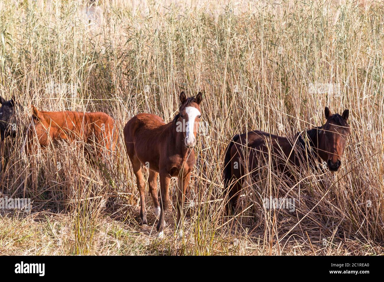 Wild horses hide in the reeds Stock Photo - Alamy