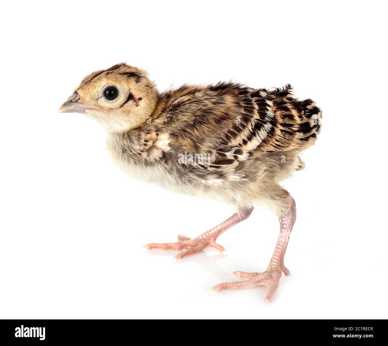Young pheasant hi-res stock photography and images - Alamy