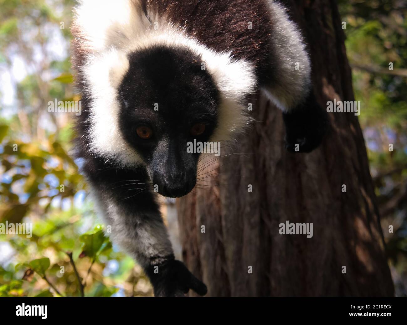 Portrait of black-and-white ruffed lemur aka Varecia variegata or Vari ...