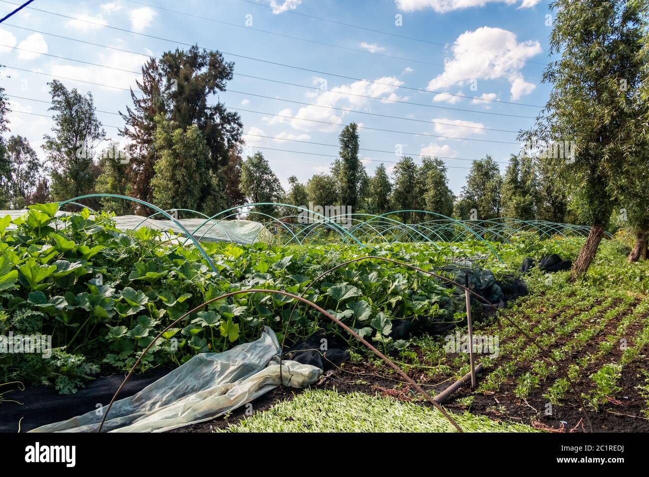 Natural organic vegetables grown in nourished soil. Agricultural plant ...