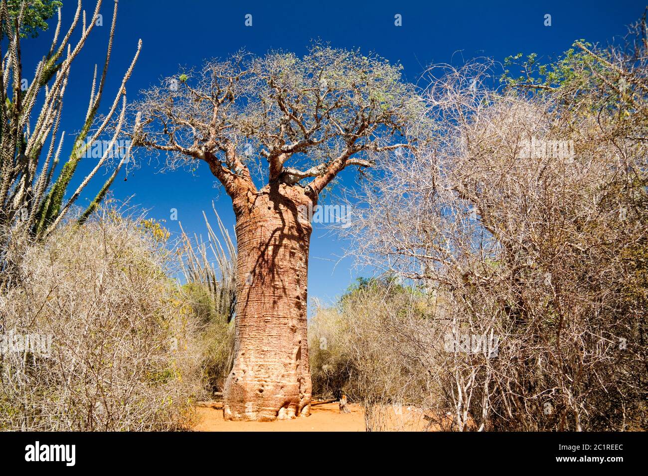 Landscape with Adansonia grandidieri baobab tree in Reniala national ...