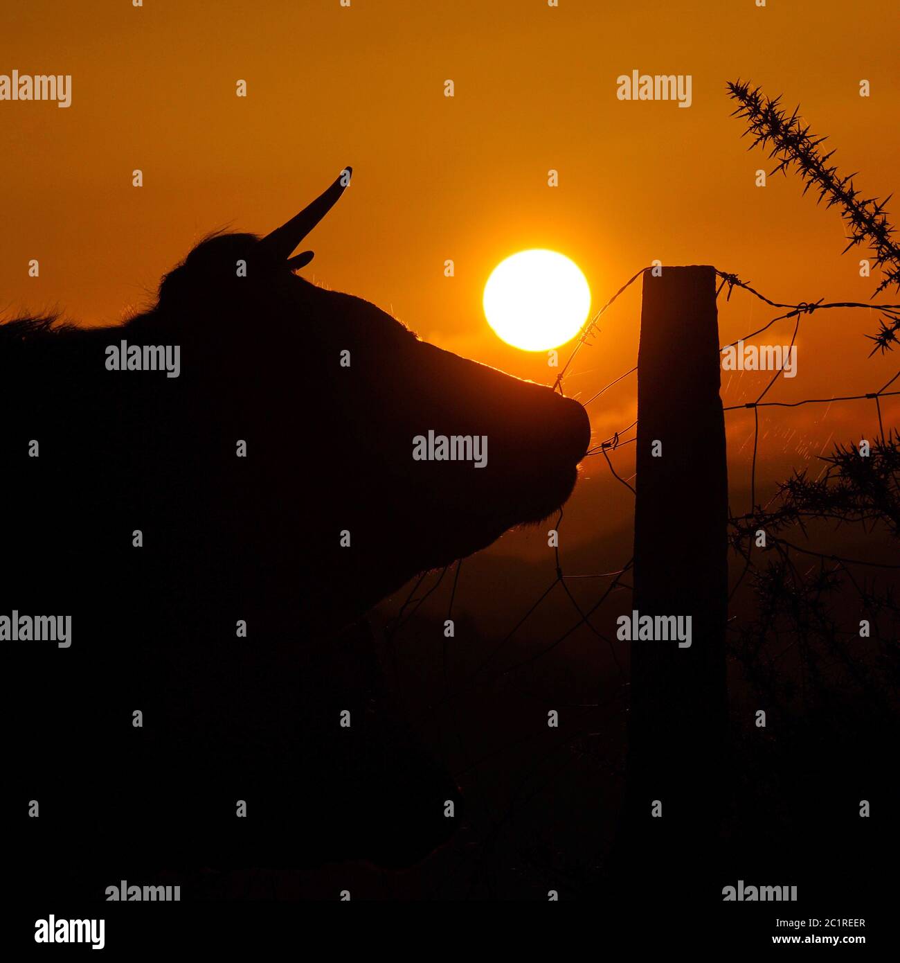 Beautiful animal cow in hi-res stock photography and images - Alamy