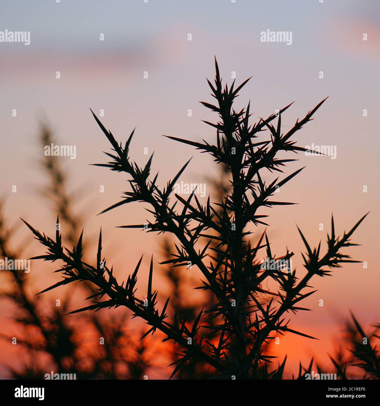 Plant in sunset hi-res stock photography and images - Alamy