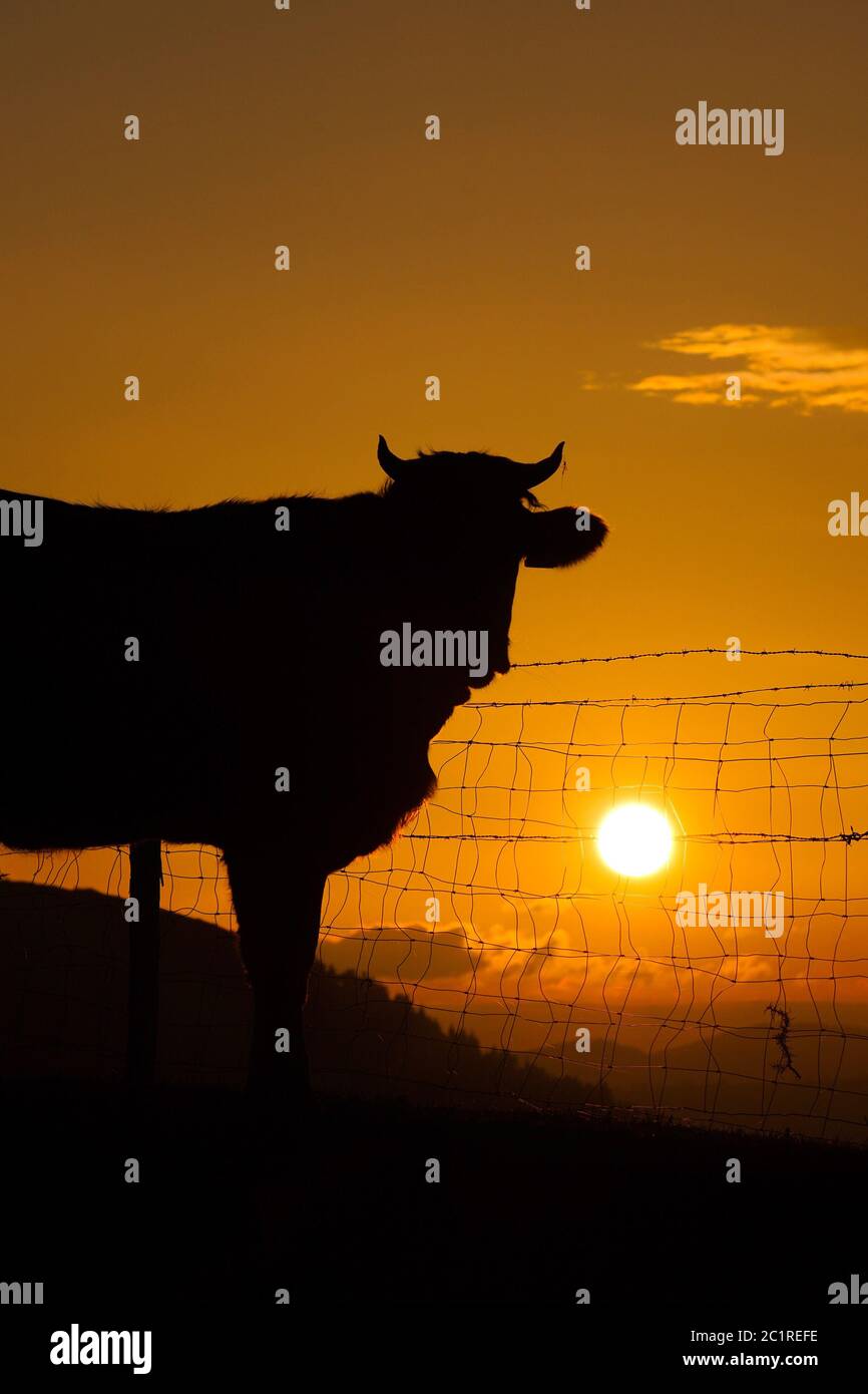 cow and sun in the sunset Stock Photo - Alamy