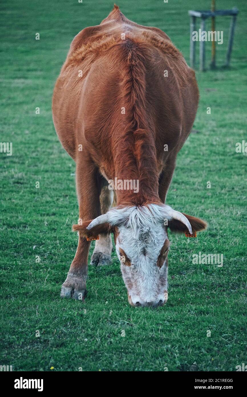 brown cow portrait Stock Photo - Alamy