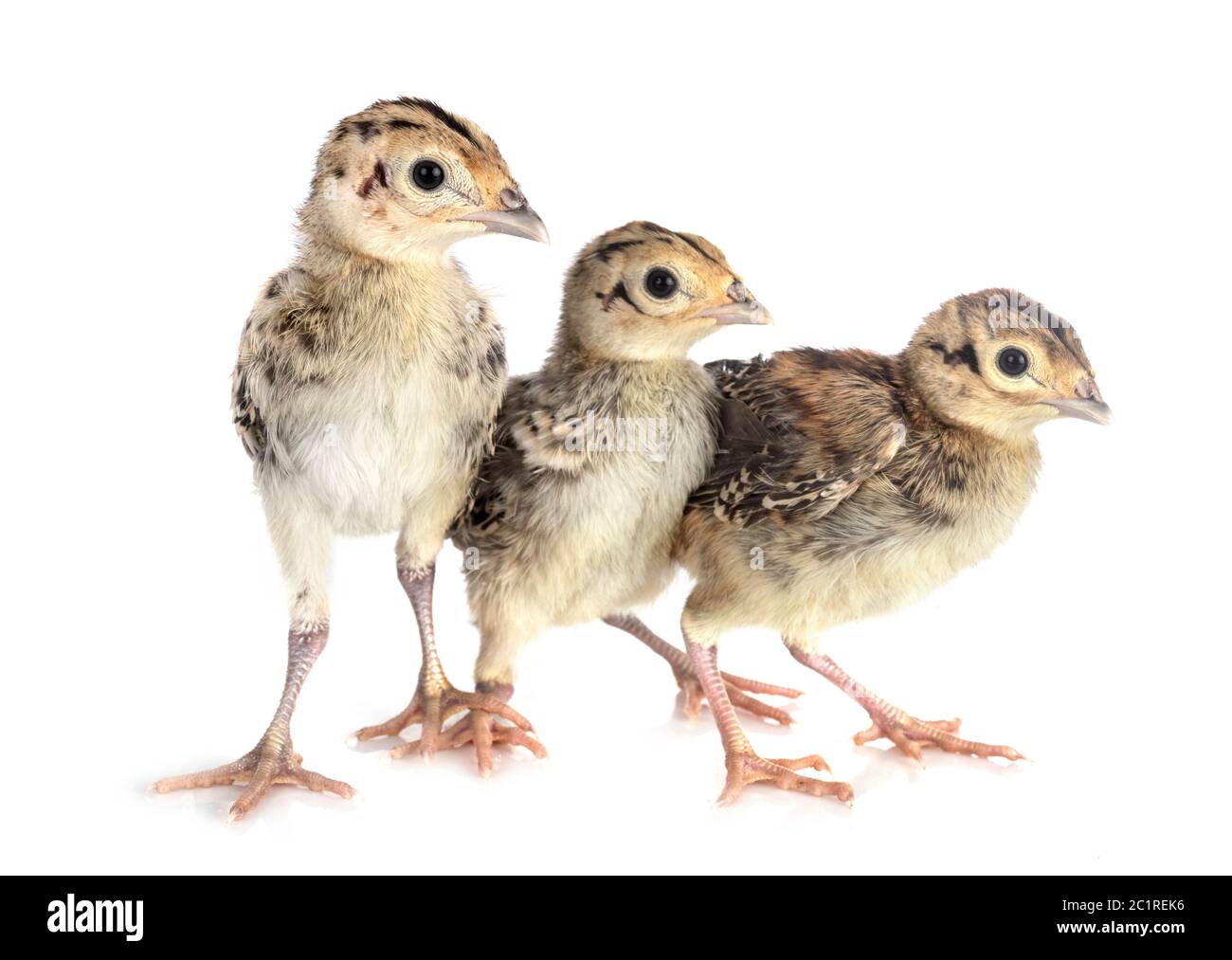 Young pheasant hi-res stock photography and images - Alamy