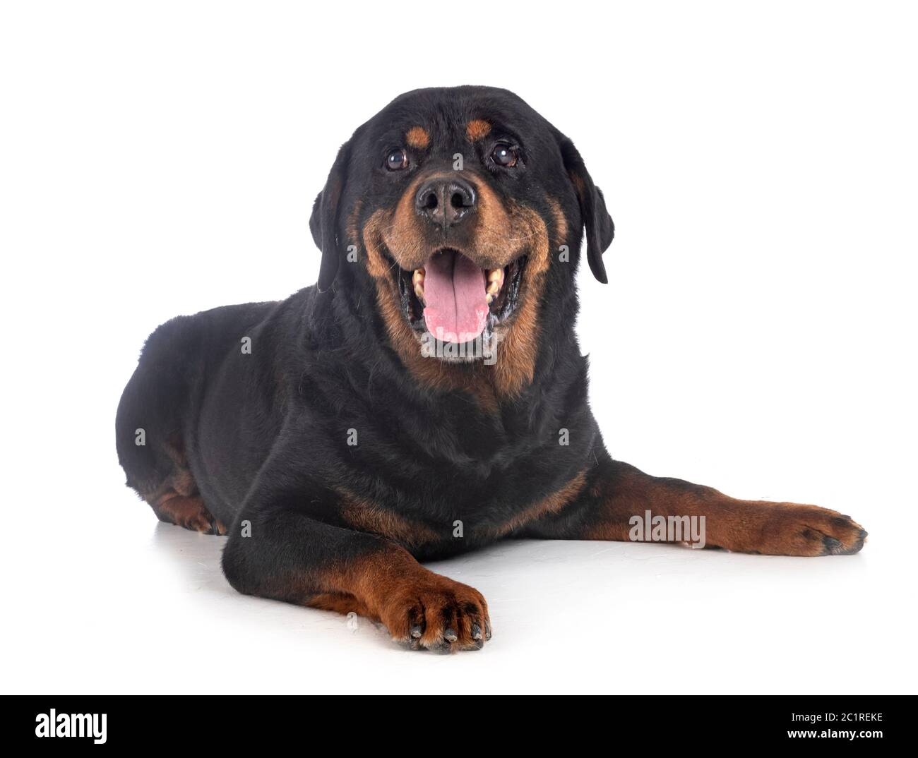 purebred rottweiler in front of white background Stock Photo - Alamy