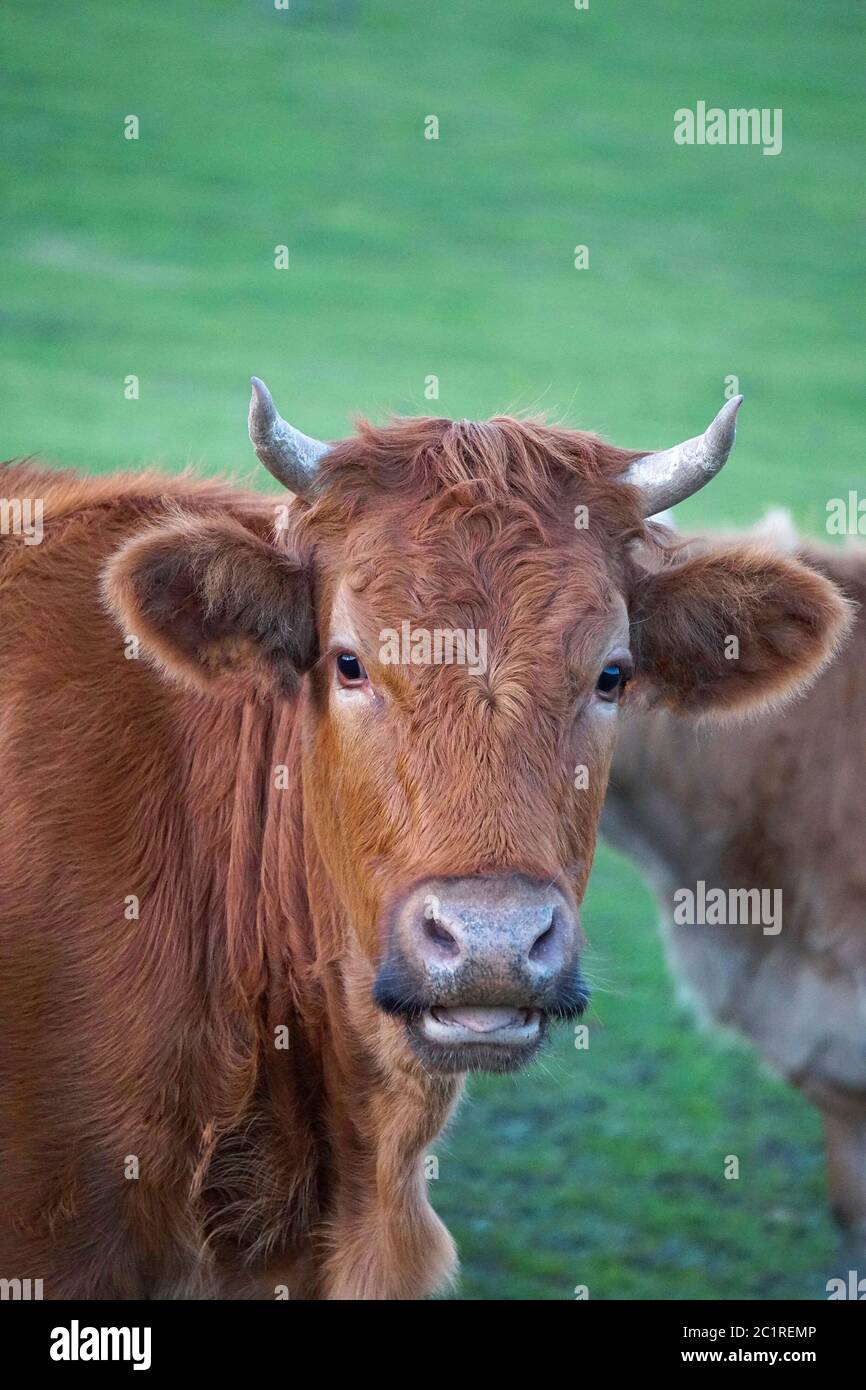 Wild brown cow hi-res stock photography and images - Alamy