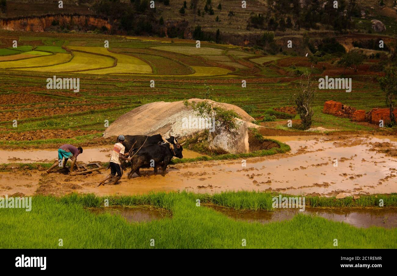 Landscape with the ploughing farmers and zebu at the rice fields and ...